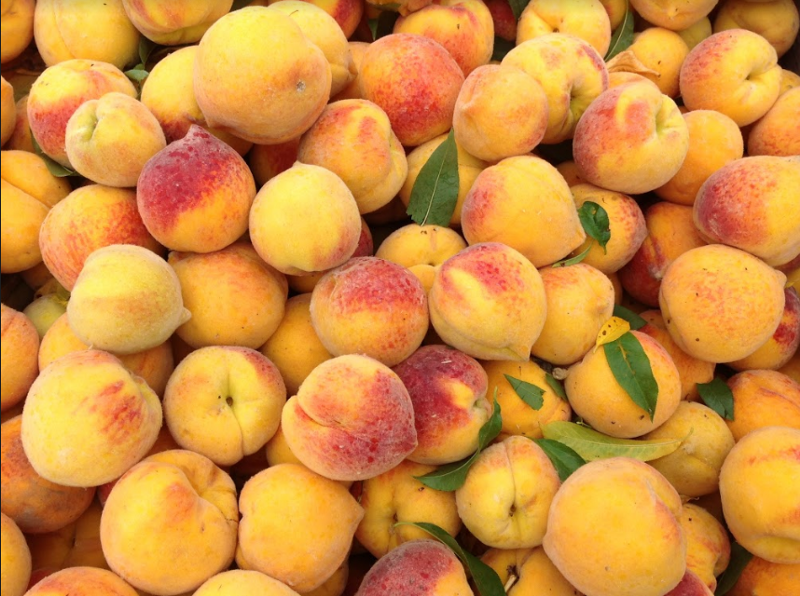 크롭라이프코리아, CropLife Korea - GMO에 관한 사실들