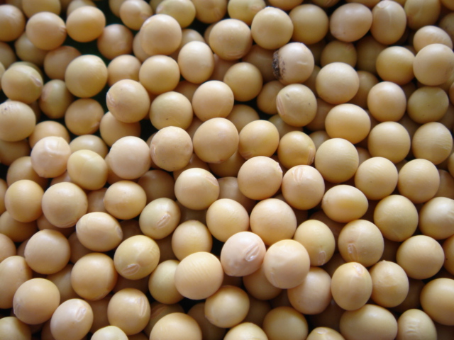 크롭라이프코리아, CropLife Korea - GMO의 다양한 이용 사례 - 2