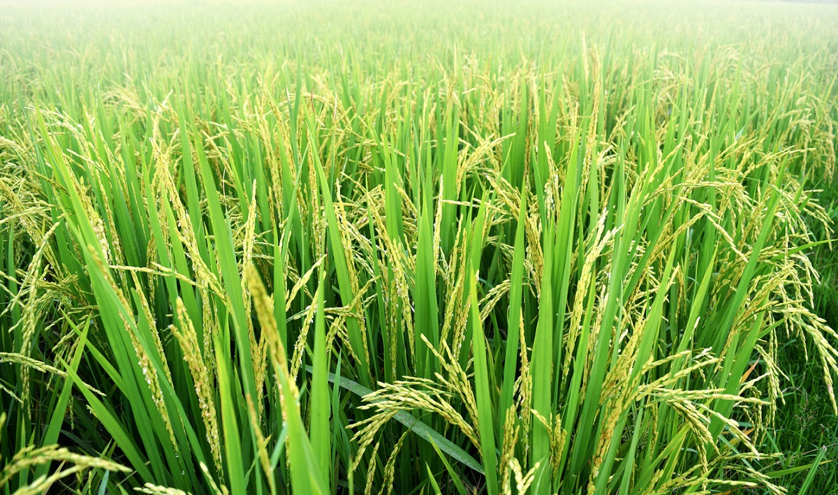 크롭라이프코리아, CropLife Korea - 해충저항성 Bt 쌀, non-GMO쌀과 동등한 영양성분 갖고 있는 것으로 밝혀져