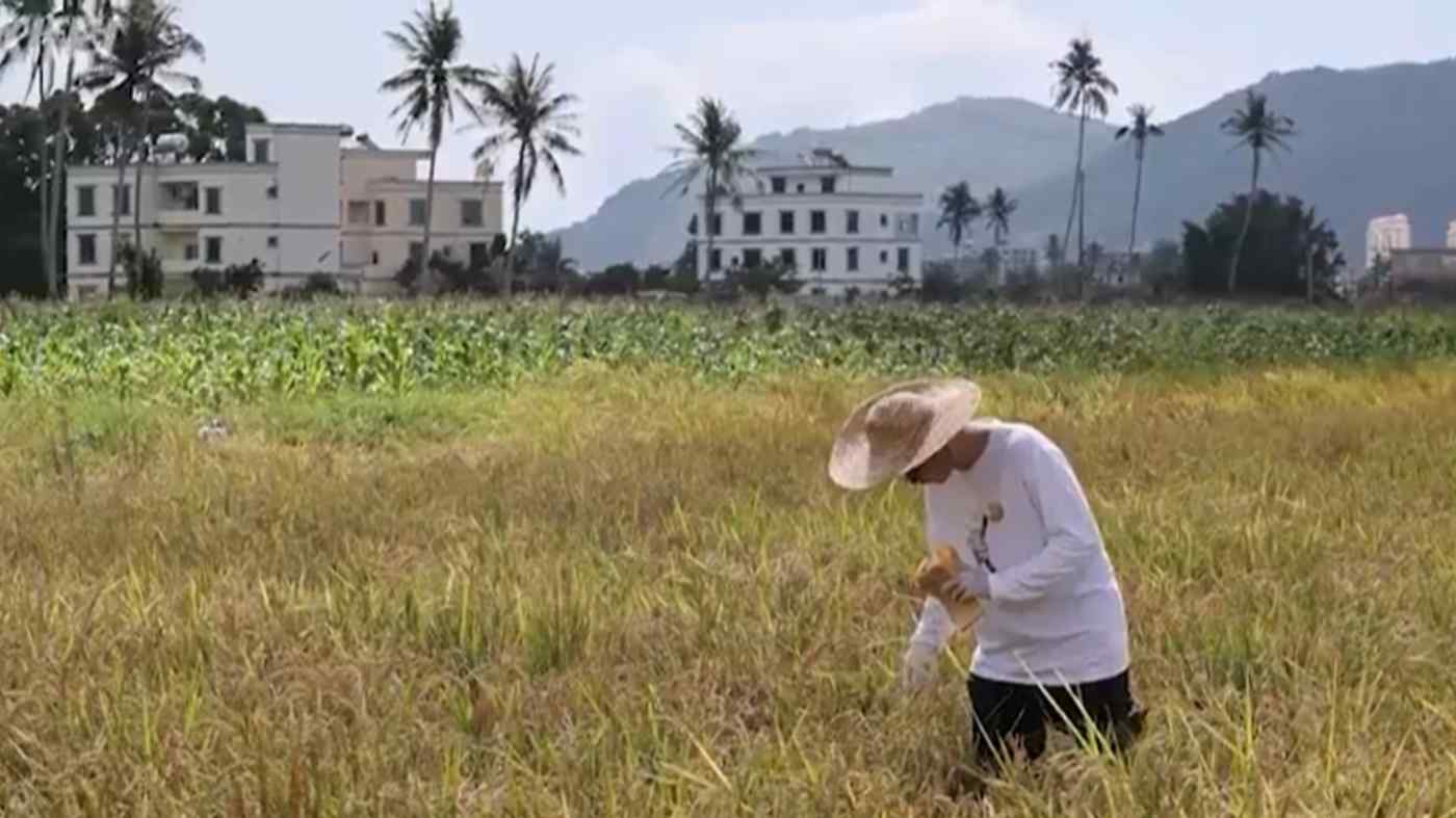 크롭라이프코리아, CropLife Korea - 중국, 식량안보 보장위해 GMO 작물 받아들이기로