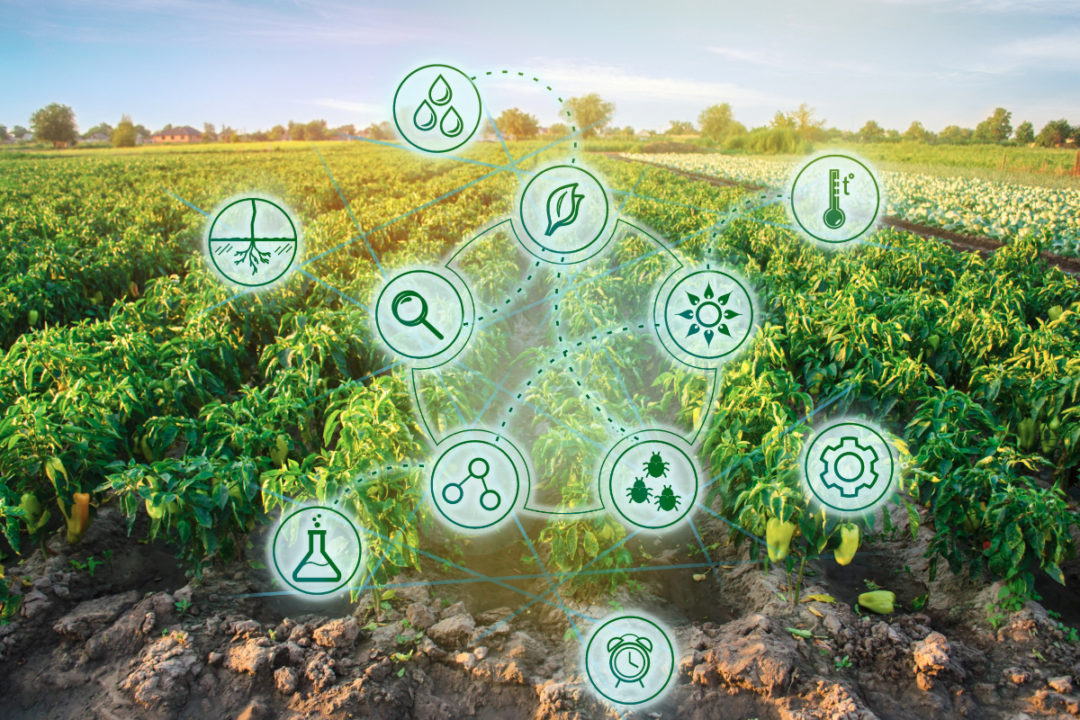 크롭라이프코리아, CropLife Korea - 멕시코 정부, GMO 옥수수 수입허가 지연시키고 있어