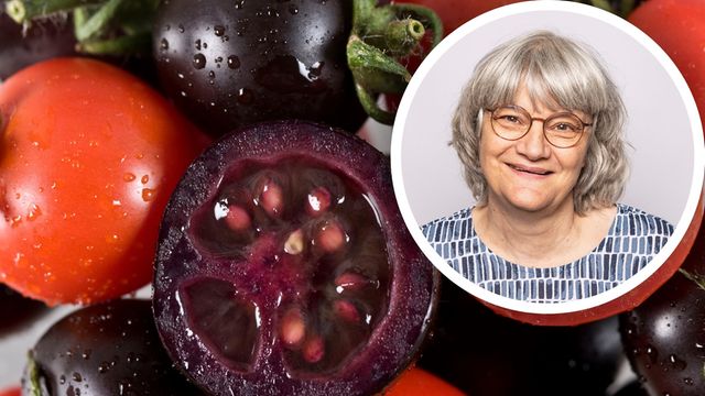 크롭라이프코리아, CropLife Korea - GMO 자색 토마토, 2022년 봄부터 미국에서 시판될 예정